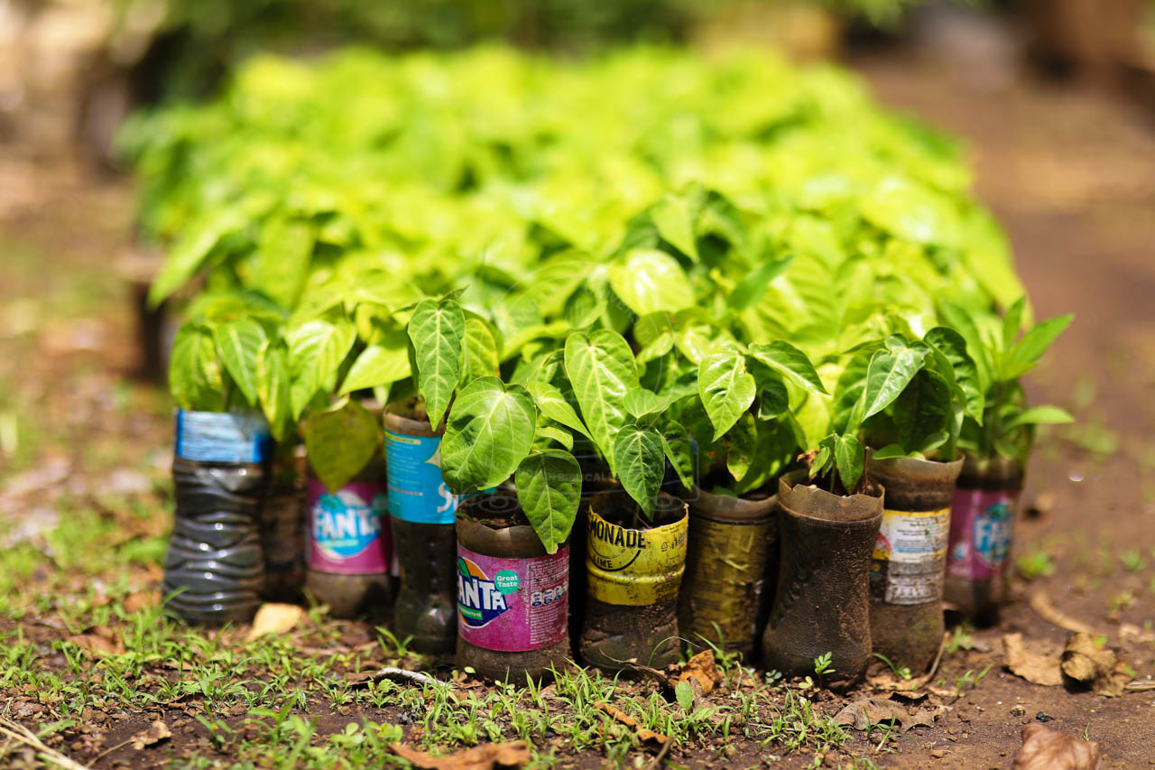 Kabarak University Leads the Charge for A Greener Future Through Tree ...